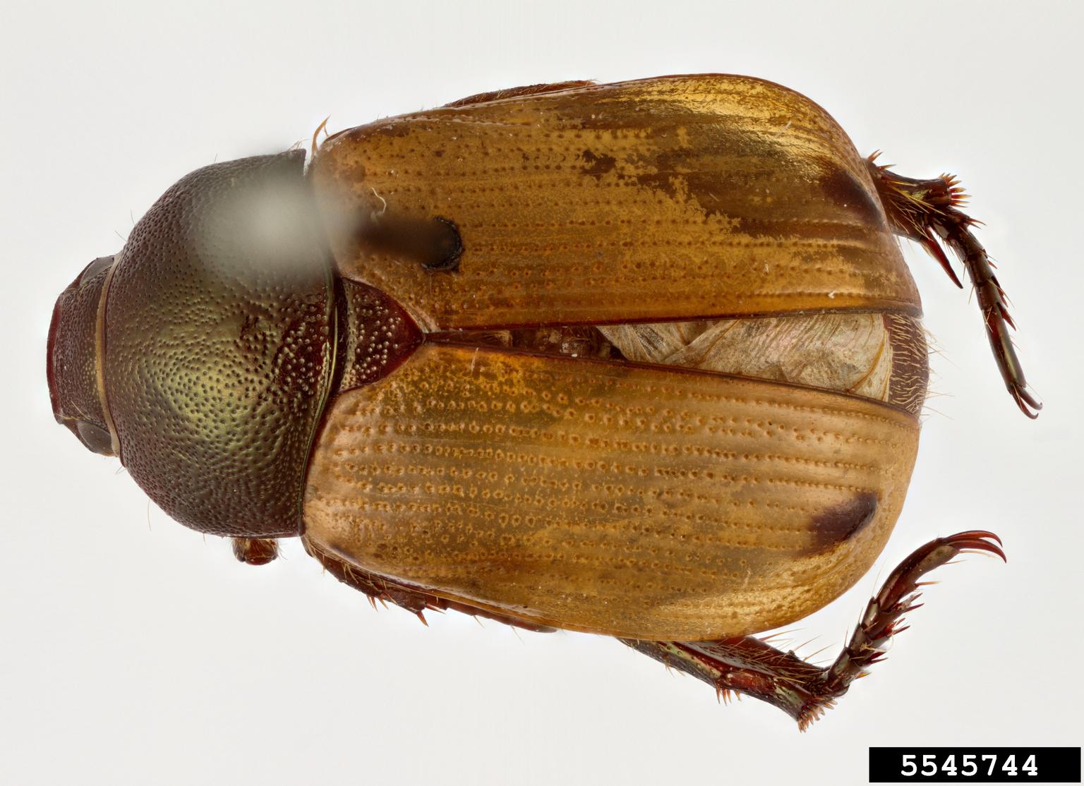 Shining leaf chafer (Anomala humeralis Burmeister)