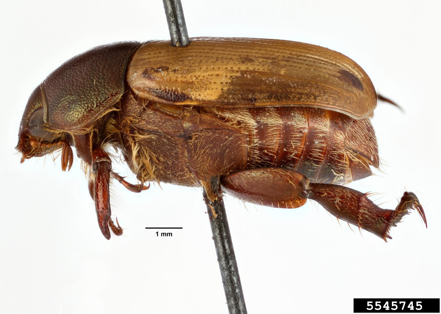 Shining leaf chafer (Anomala humeralis)