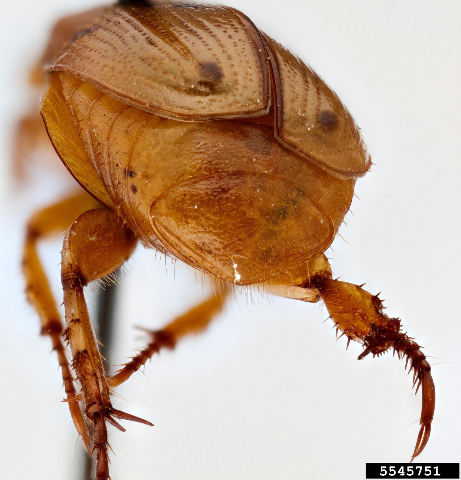 Shining leaf chafer (Anomala innuba)