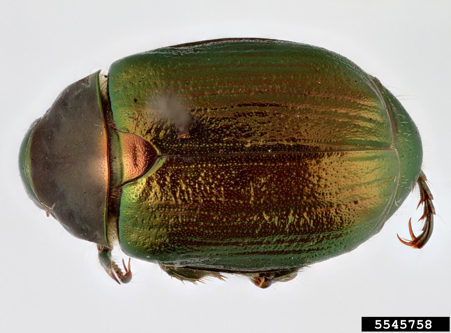 soybean beetle (Anomala rufocuprea Motschulsky, 1860)