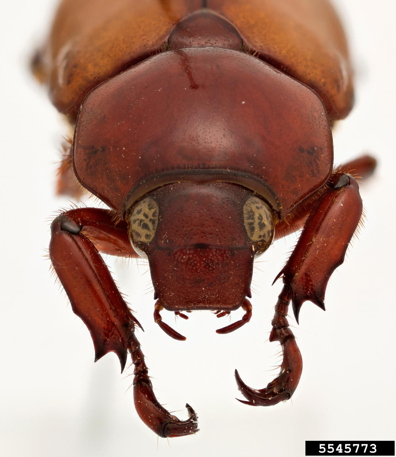 Masked chafer (Cyclocephala ampliata Bates)