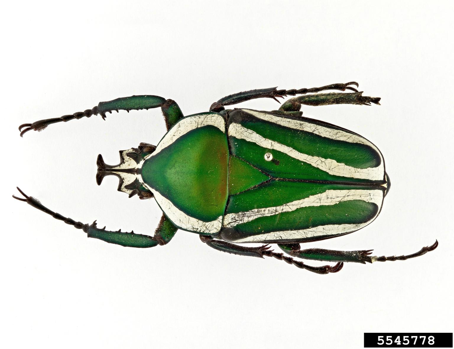 Derby's flower beetle (Dicronorrhina derbyana)