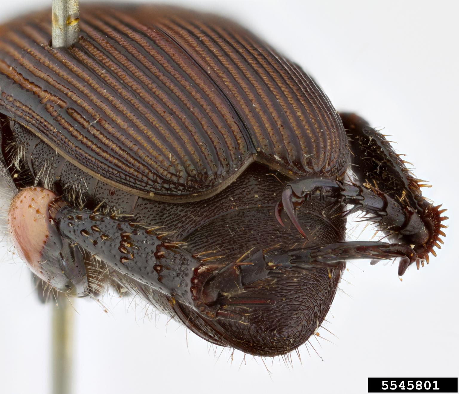 Shining leaf chafer (Strigoderma sulcipennis Burmeister)