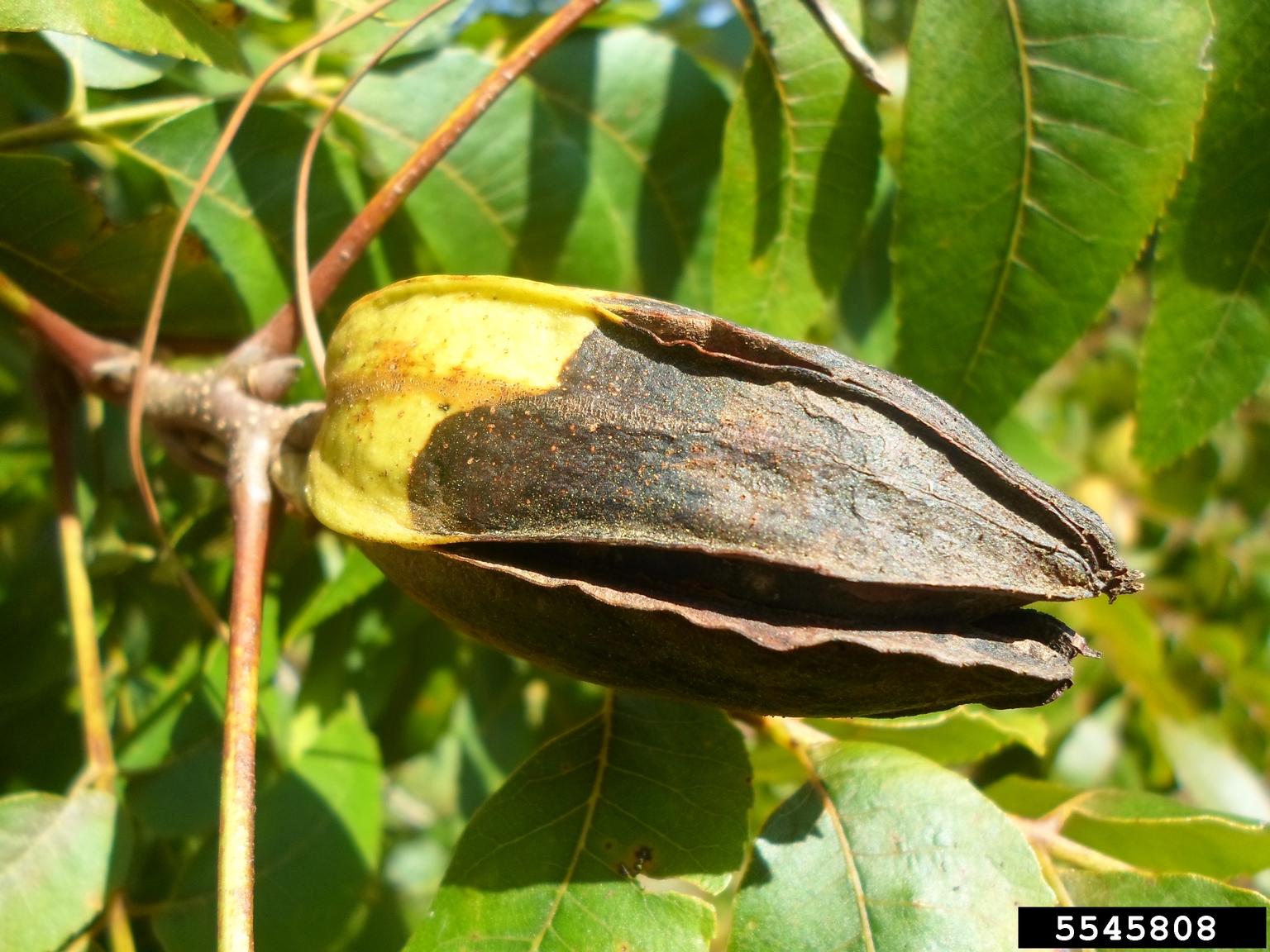 anthracnose (general)