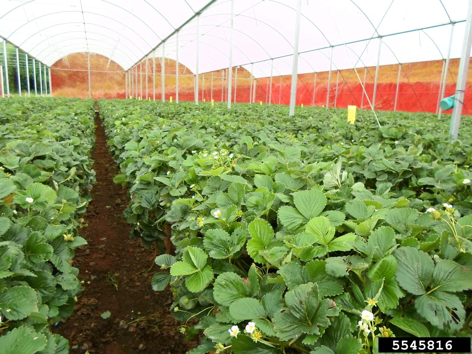 strawberry (Fragaria x ananassa)