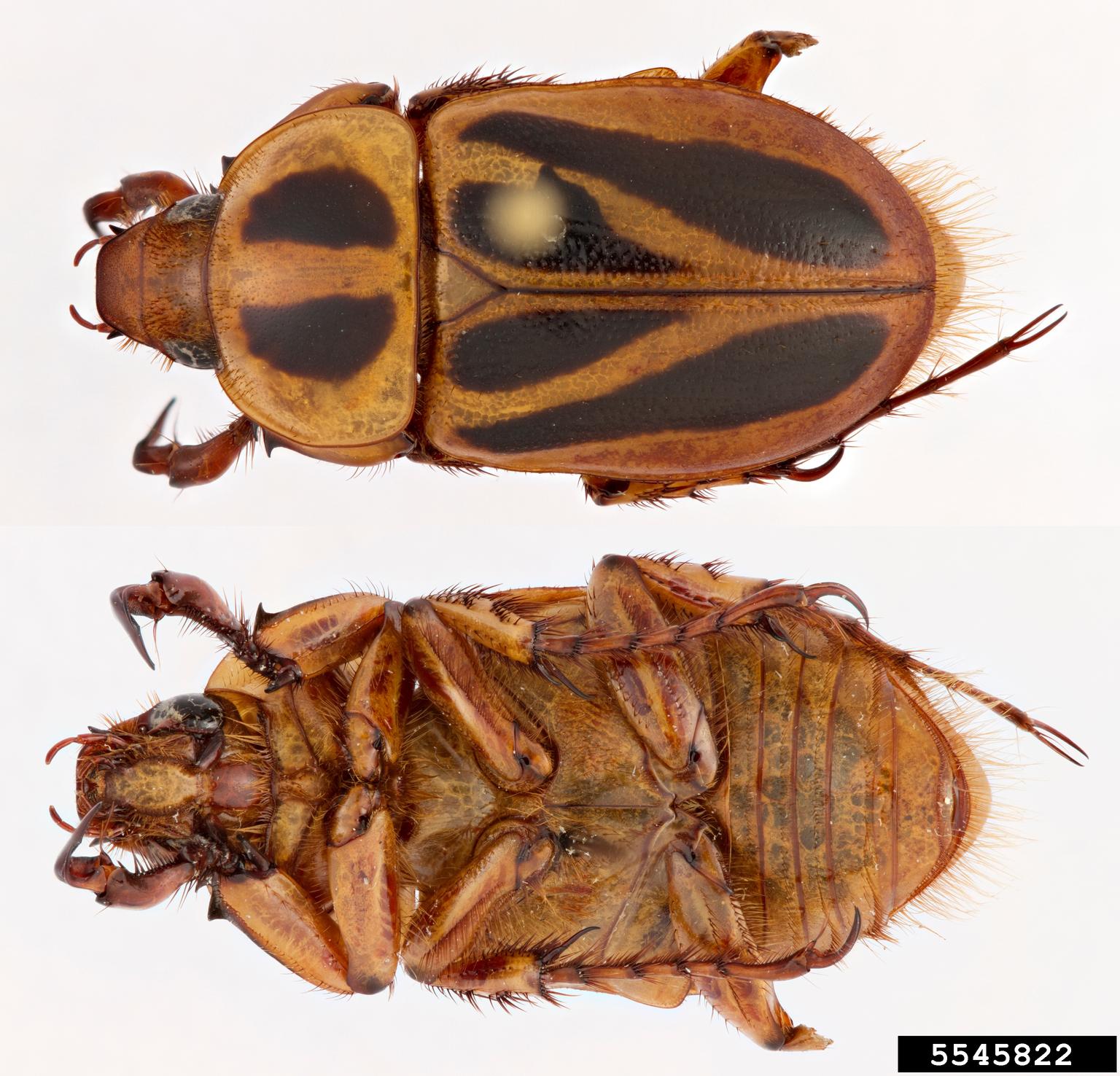 Masked chafer (Cyclocephala forsteri)