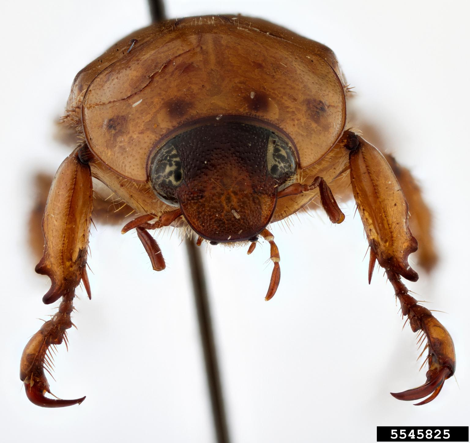 Masked chafer (Cyclocephala frontalis Chevrolat, 1844)