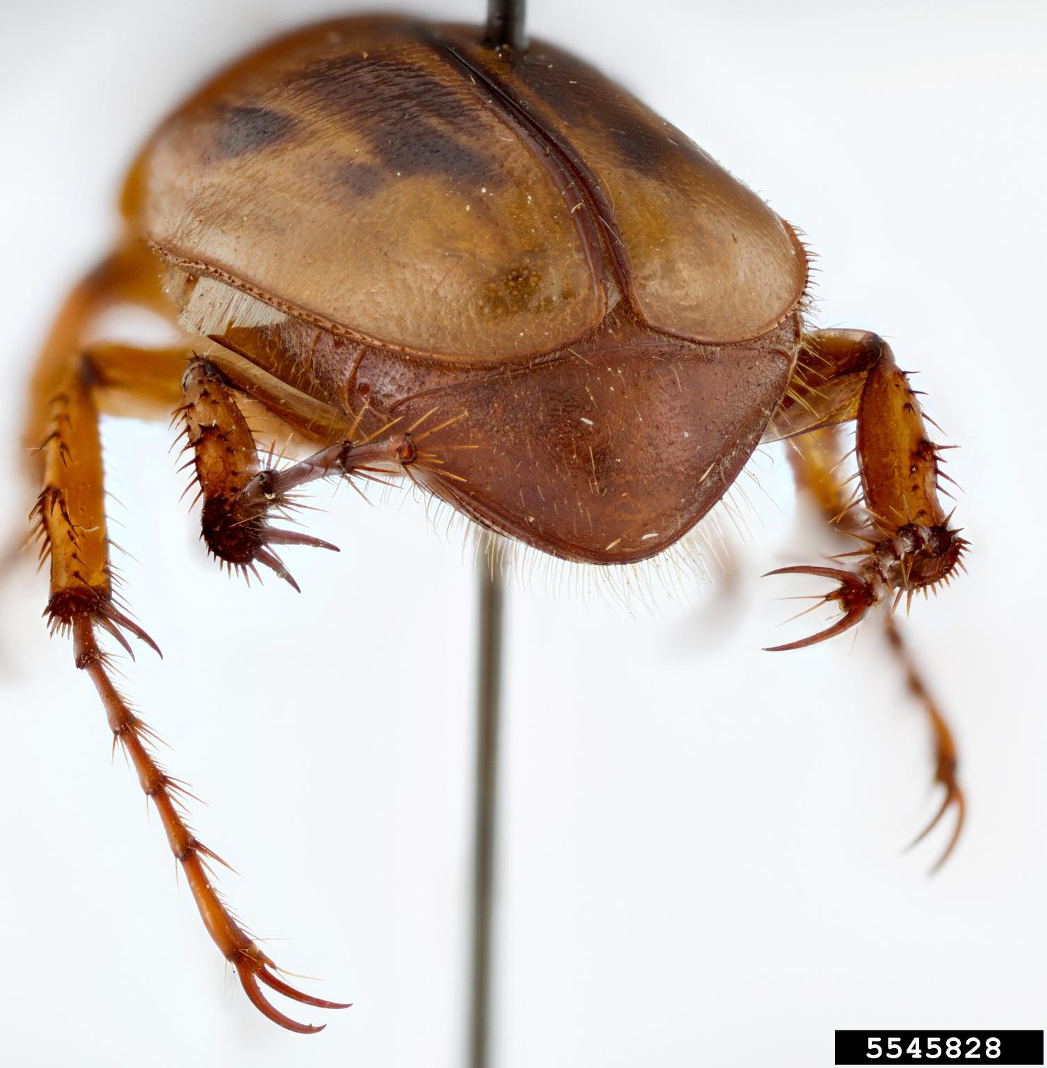 Masked chafer (Cyclocephala frontalis)