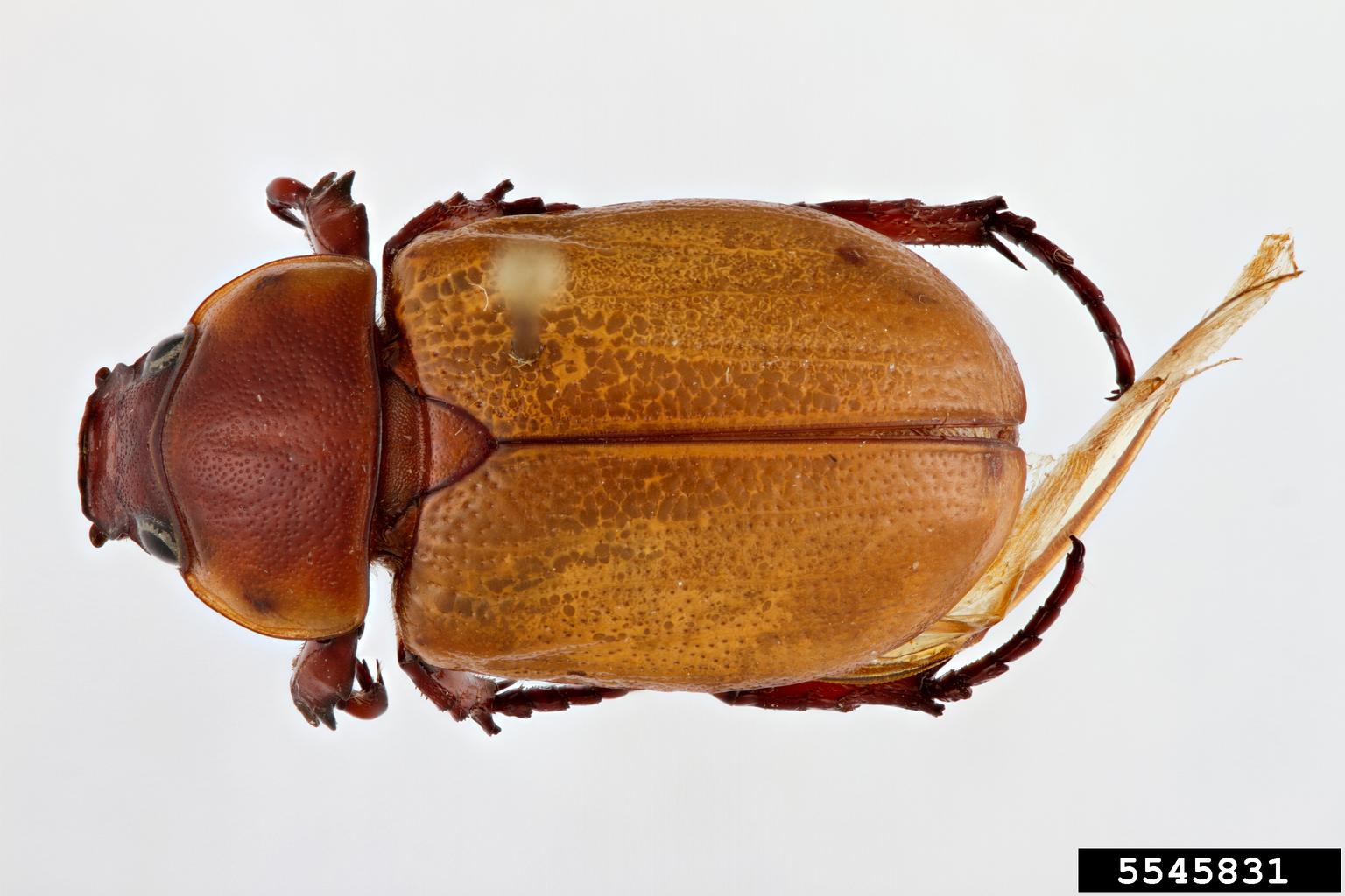 Masked chafer (Cyclocephala fulvipennis)
