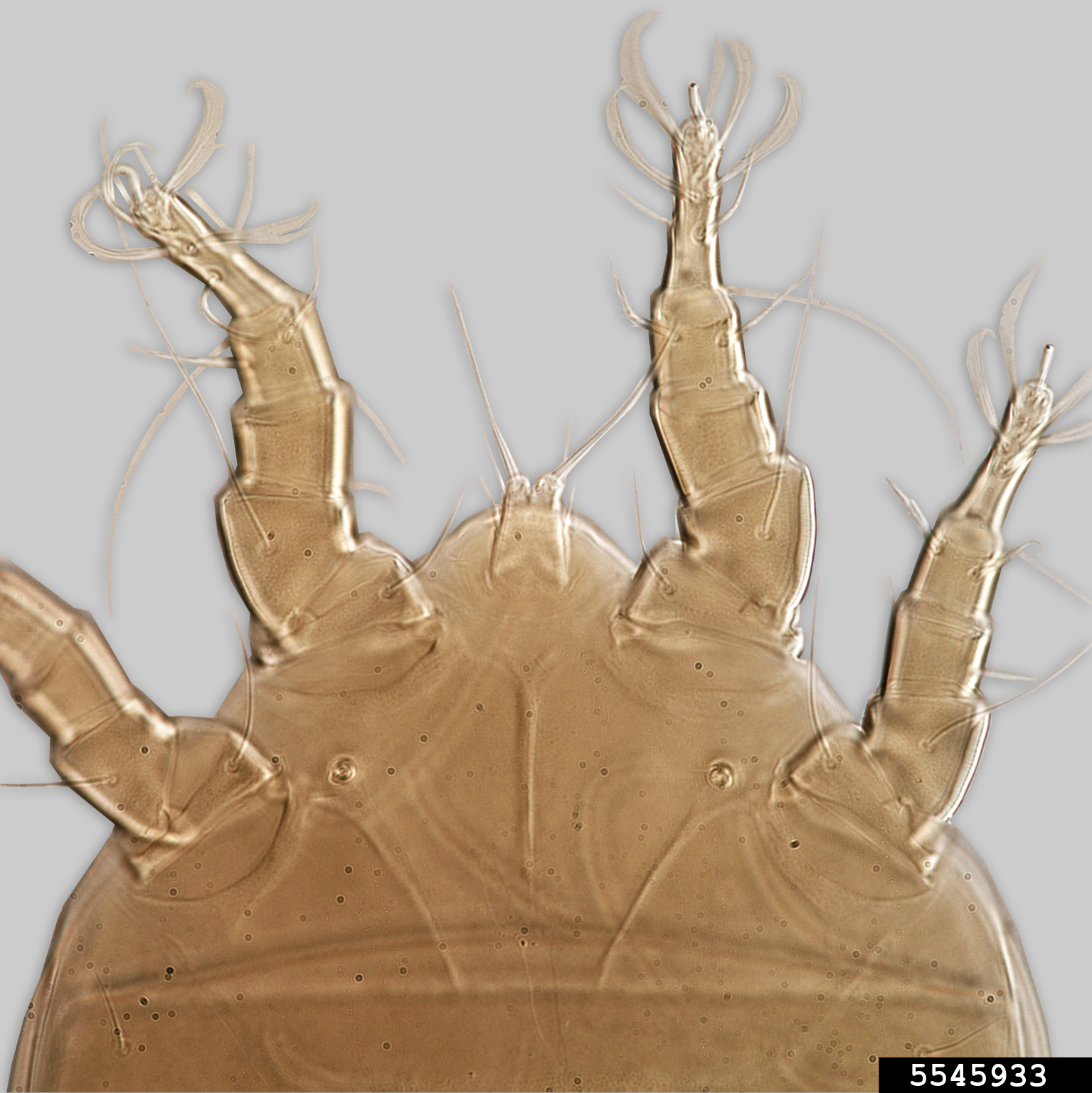 grain mite (Acarus siro)