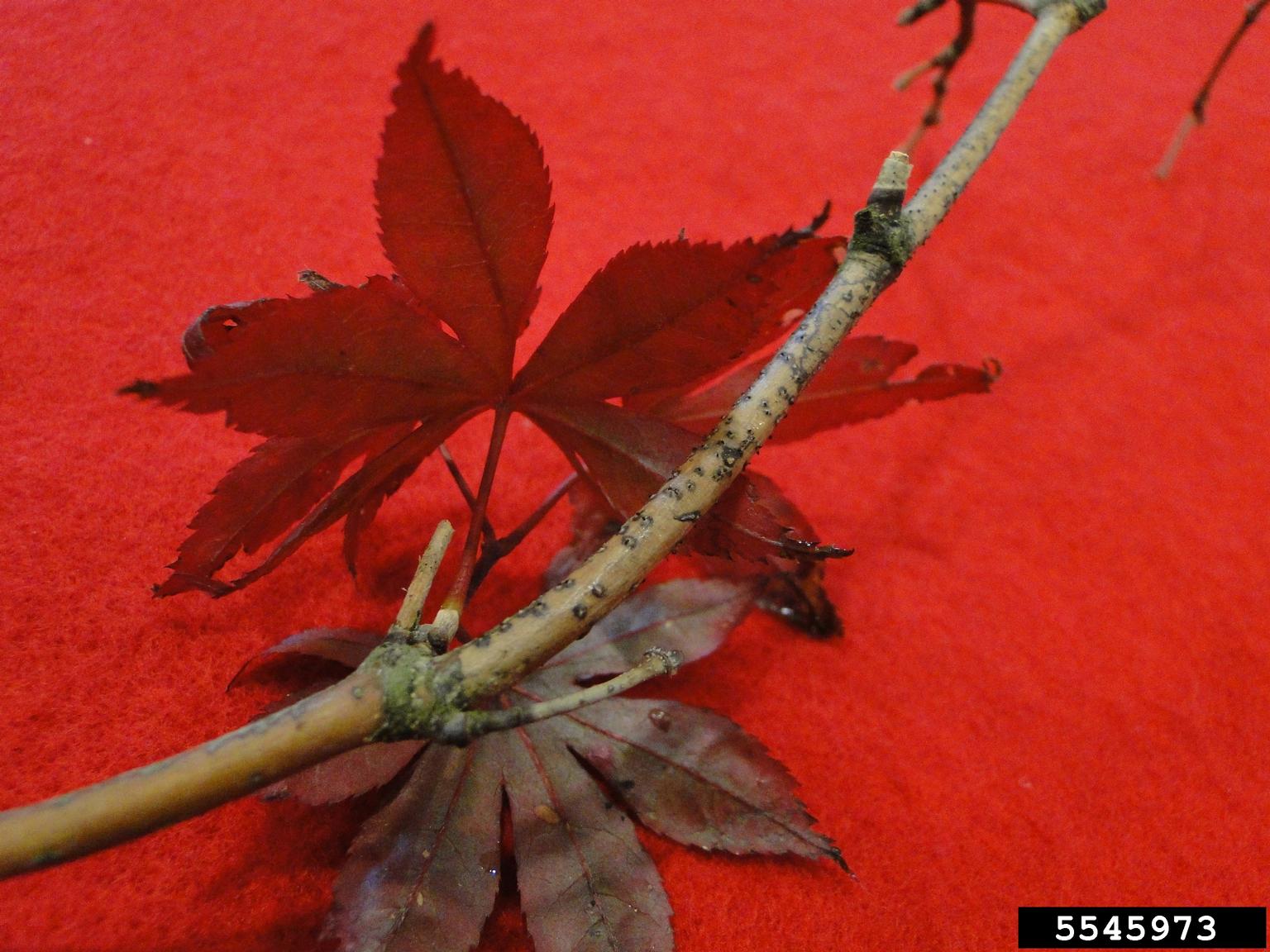 Botryosphaeria rots and cankers (Genus Botryosphaeria)