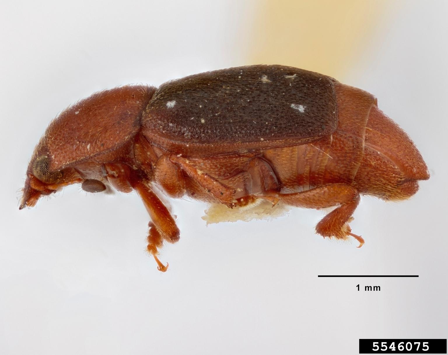 yucca beetle (Carpophilus melanopterus Erichson)