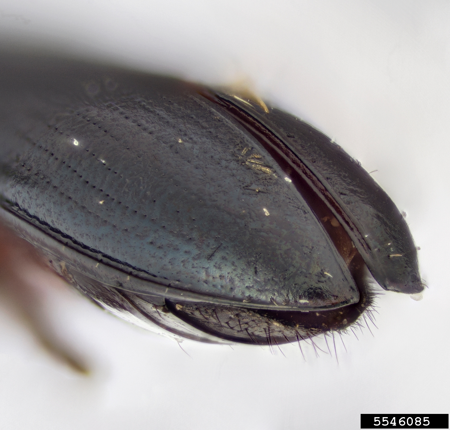 clover stem borer (Languria mozardi Latreille, 1807)