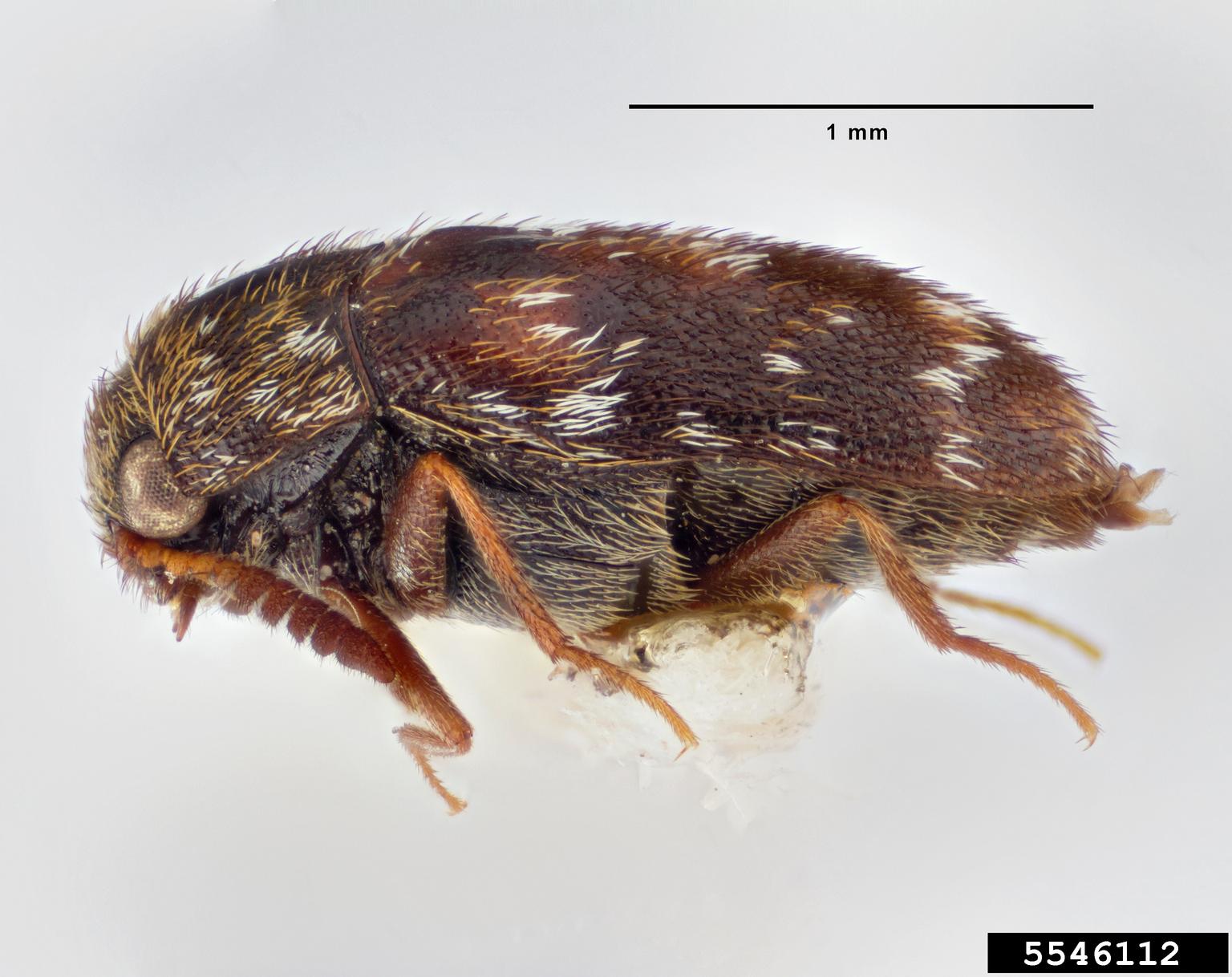 Dermestid beetle (Trogoderma sternale)