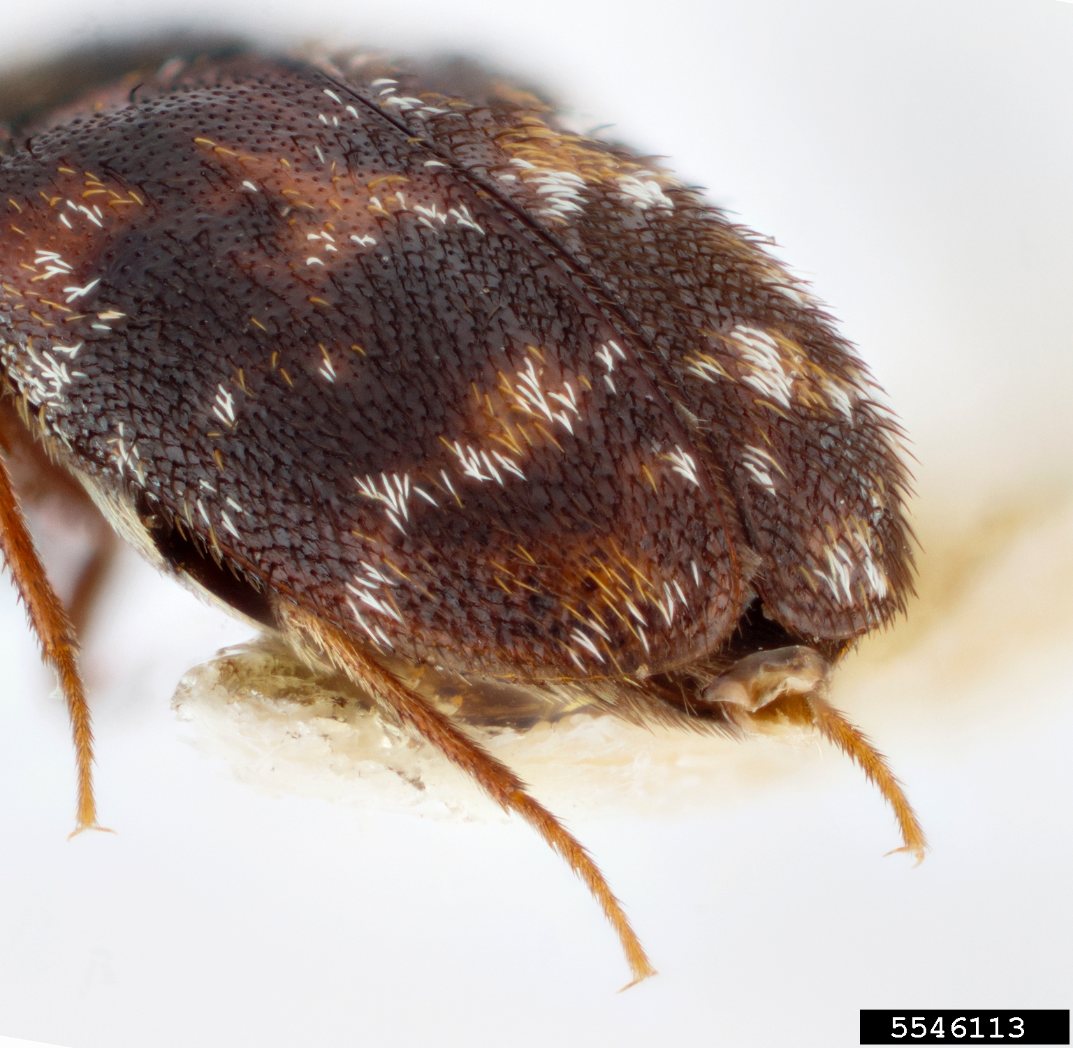 Dermestid beetle (Trogoderma sternale)