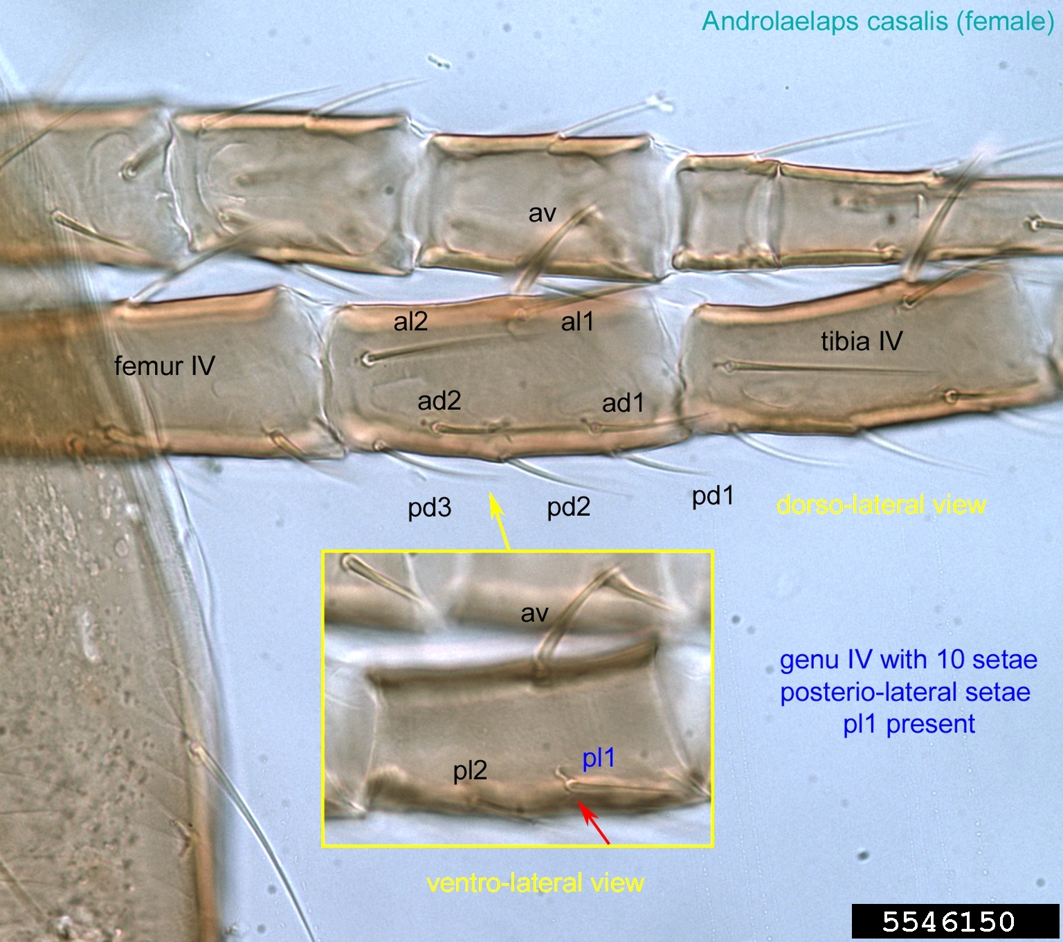 mite, Androlaelaps casalis (Acari: Laelapidae) - 5546150