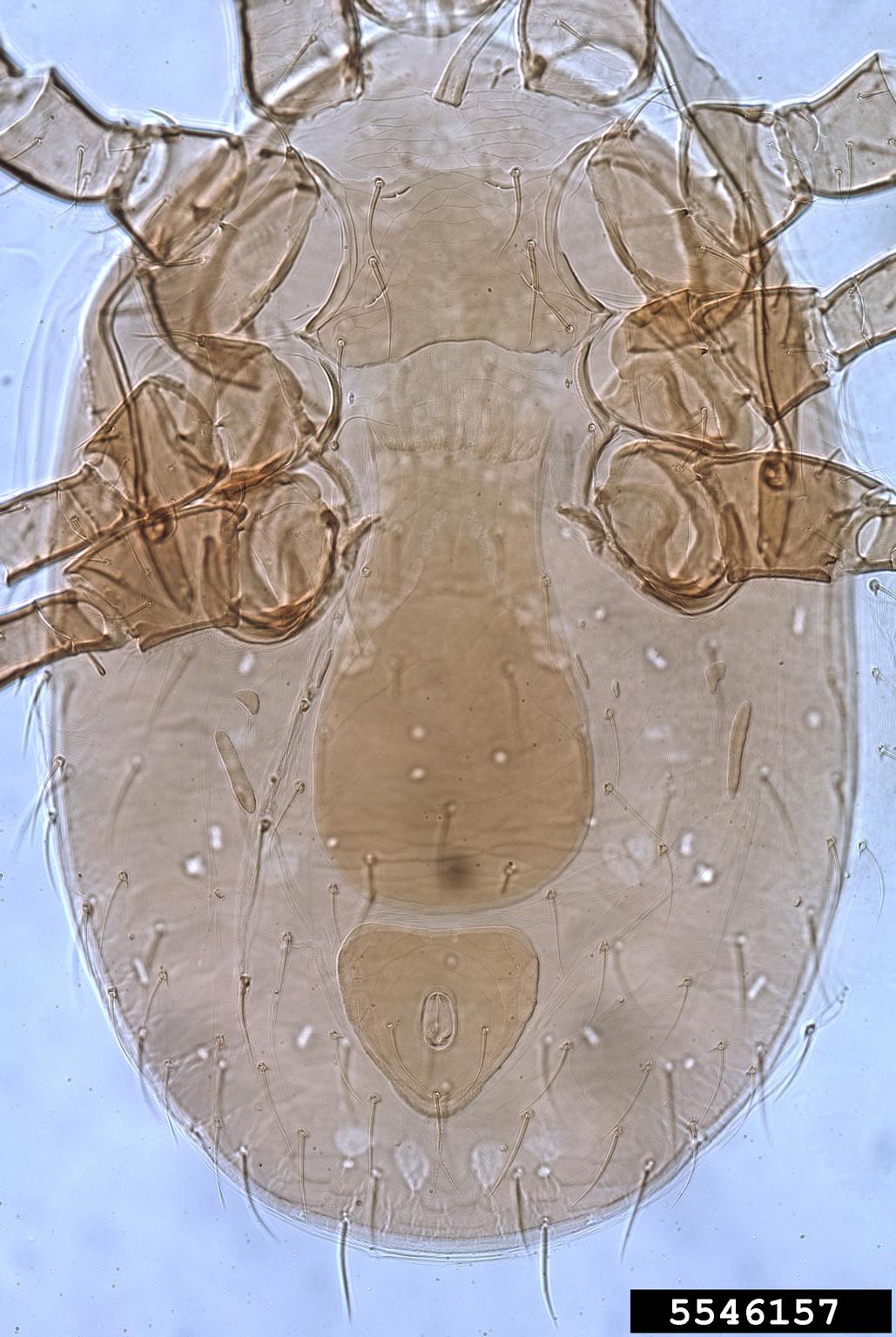 mite, Androlaelaps casalis (Acari: Laelapidae) - 5546157