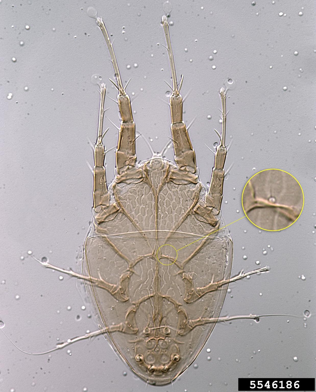 bee mite (Genus Anoetus)