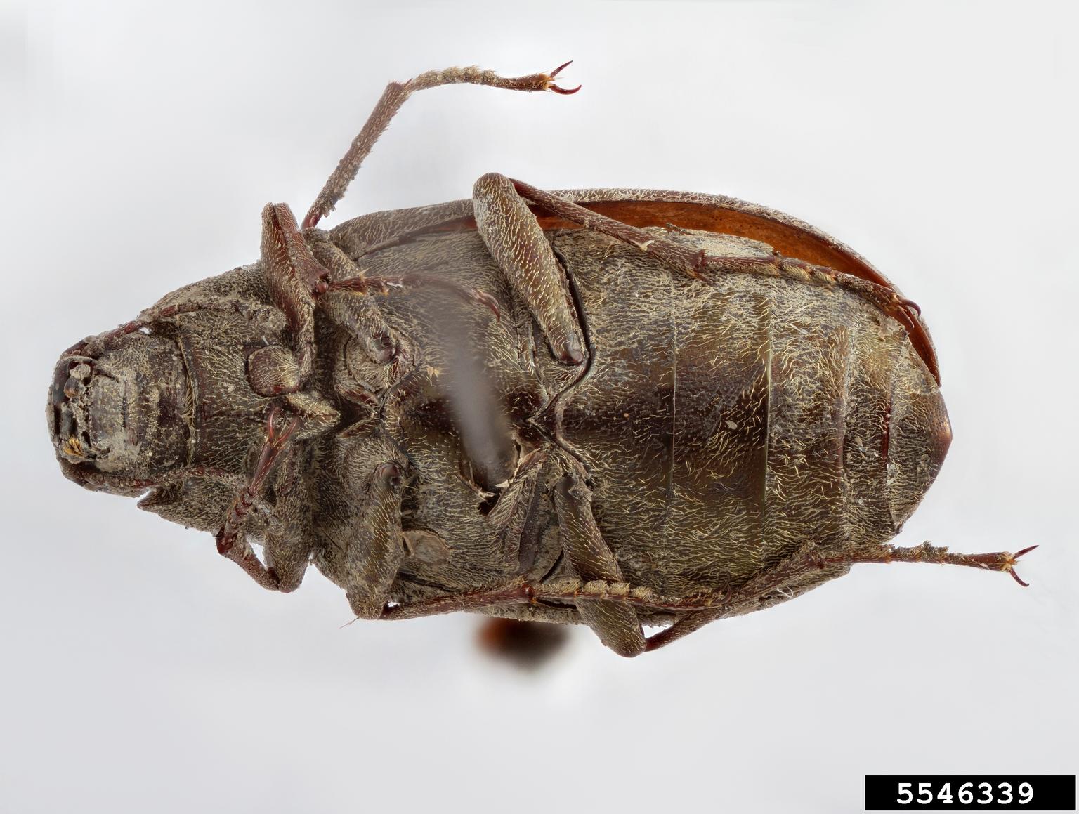 darkling beetle (Bothrotes canaliculatus (LeConte))