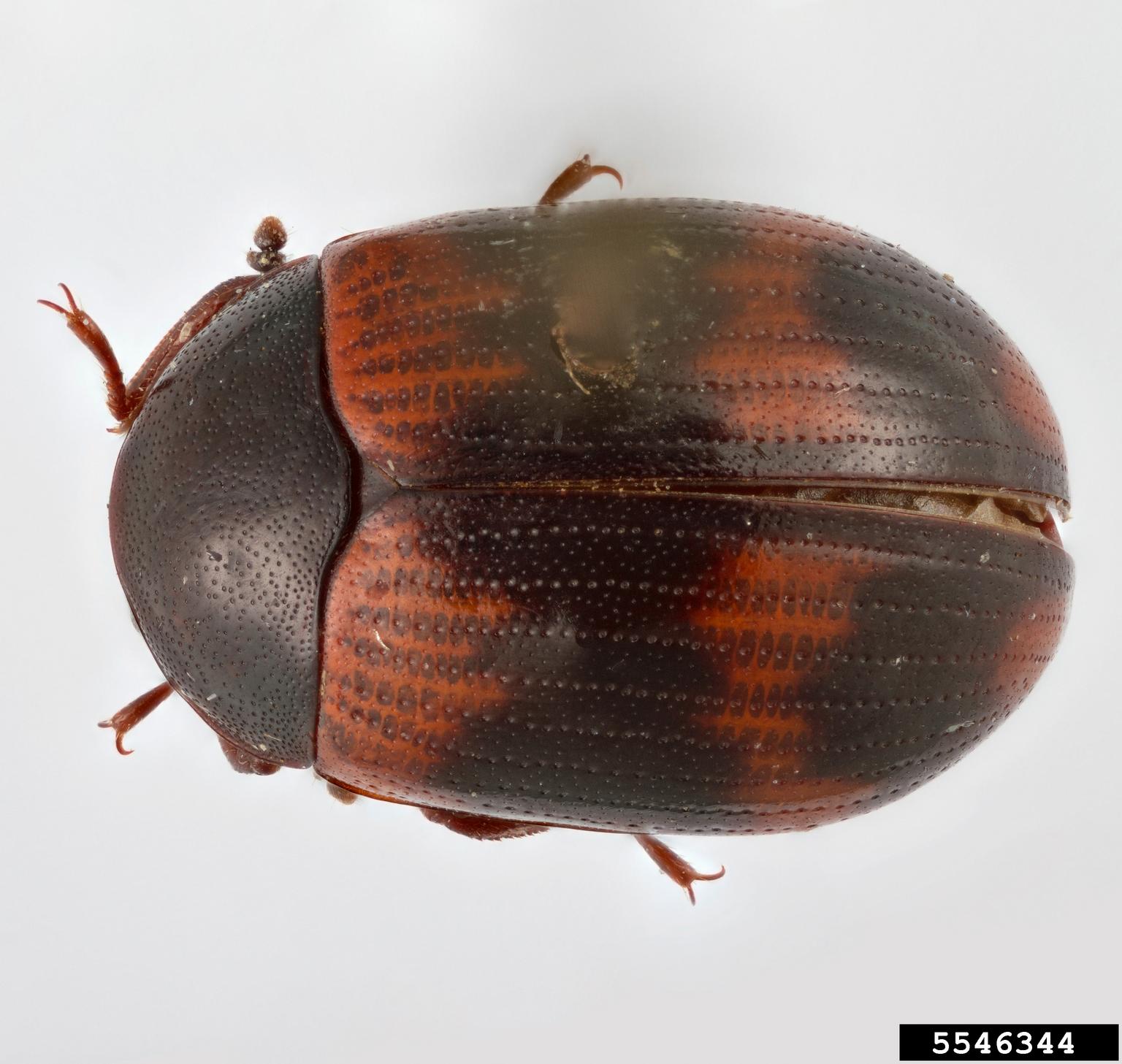darkling beetle (Diaperis rufipes Horn 1871)
