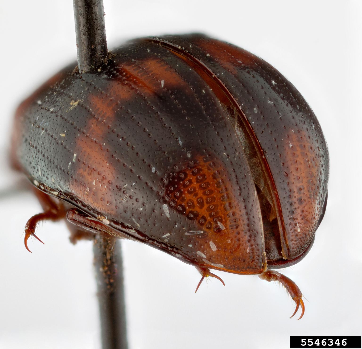 darkling beetle (Diaperis rufipes Horn 1871)