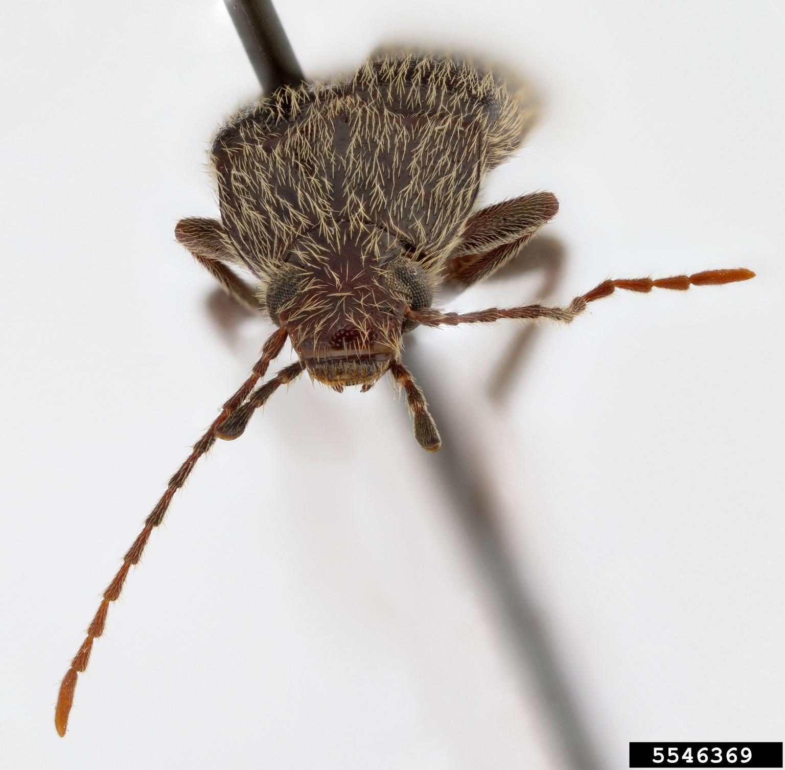 Synchroa bark beetle (Synchroa punctata Newman)