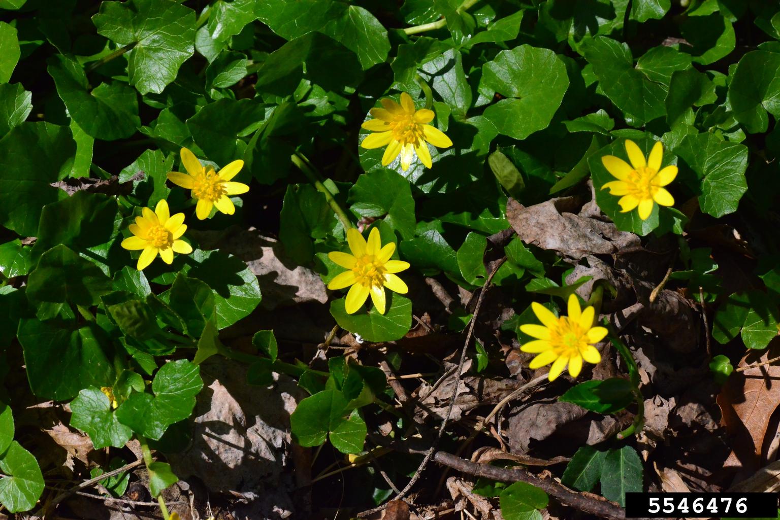 lesser celandine, fig buttercup (Ficaria verna Huds.)