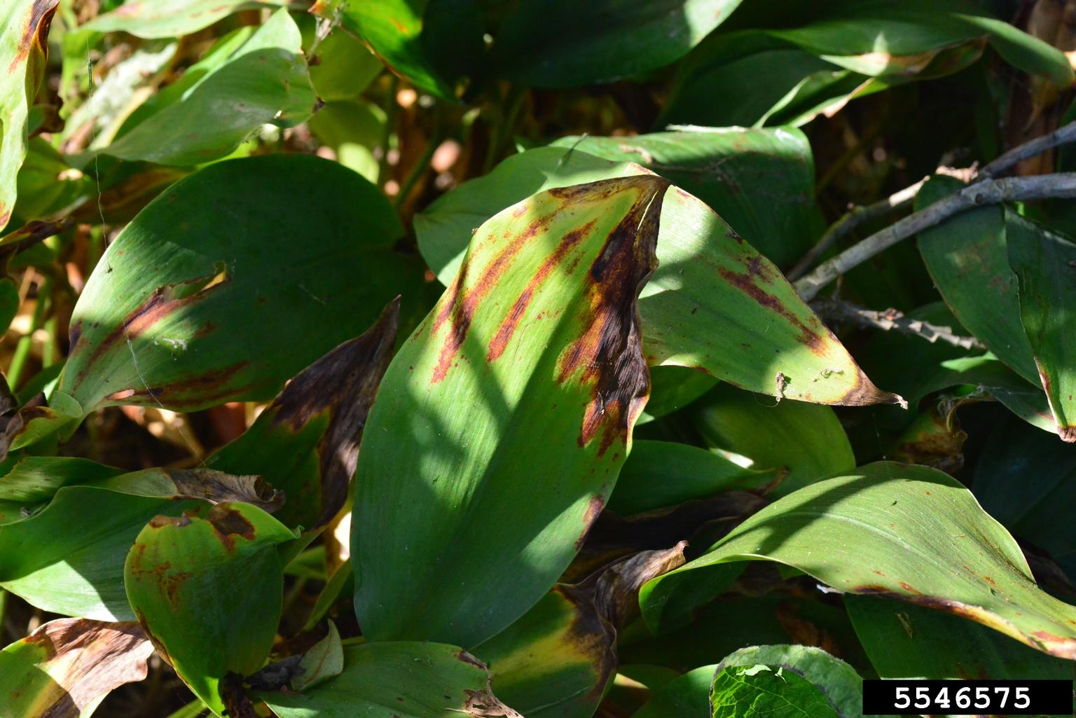 anthracnose (Genus Colletotrichum Corda)