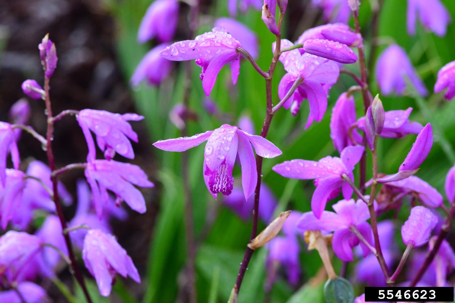 bletia (Genus Bletia)