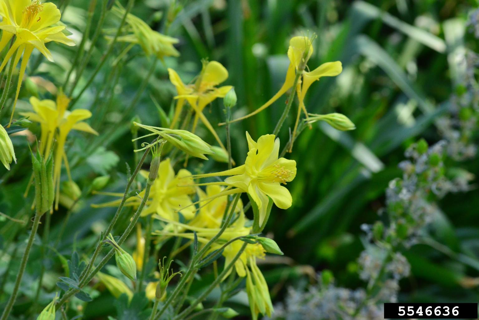 columbine (Genus Aquilegia L.)