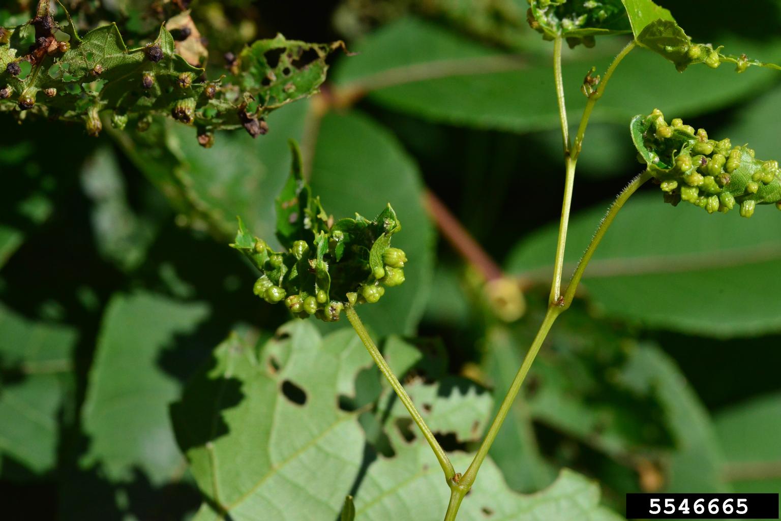 oak phylloxerids (Genus Phylloxera)