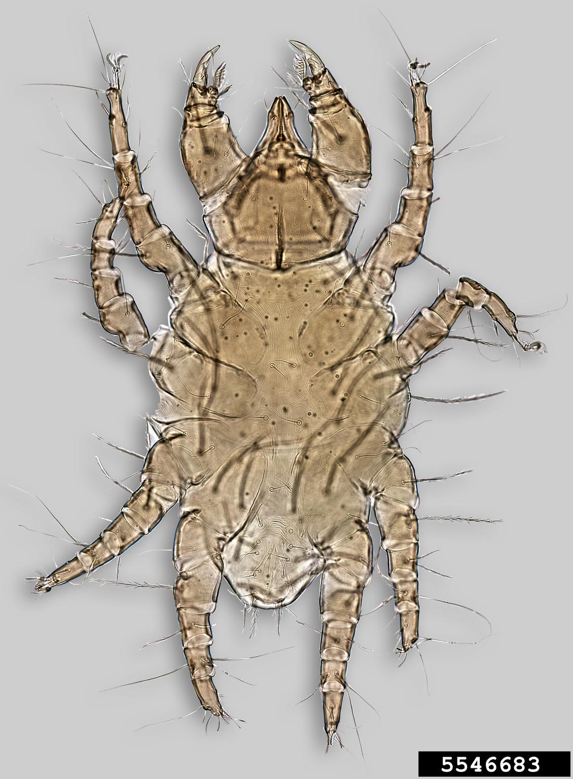 bee mite (Cheletophyes torridae Klimov and OConnor, 2006)