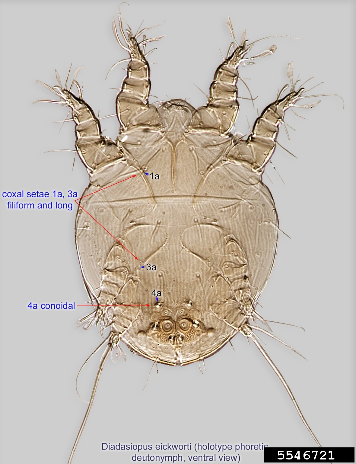 bee mite, Diadasiopus eickworti (Acari: Acaridae) - 5546721