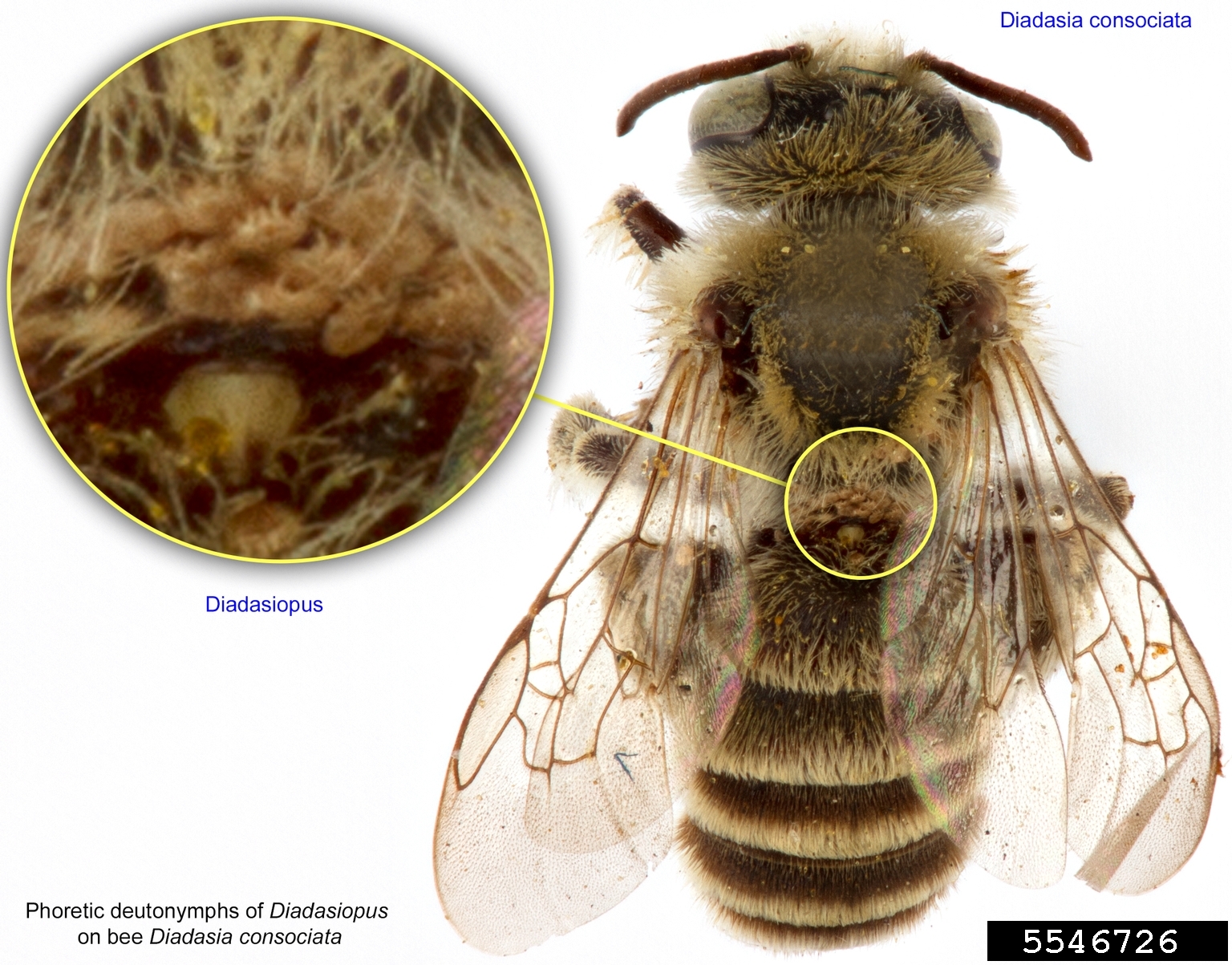 bee mite (Diadasiopus eickworti OConnor, 1997)