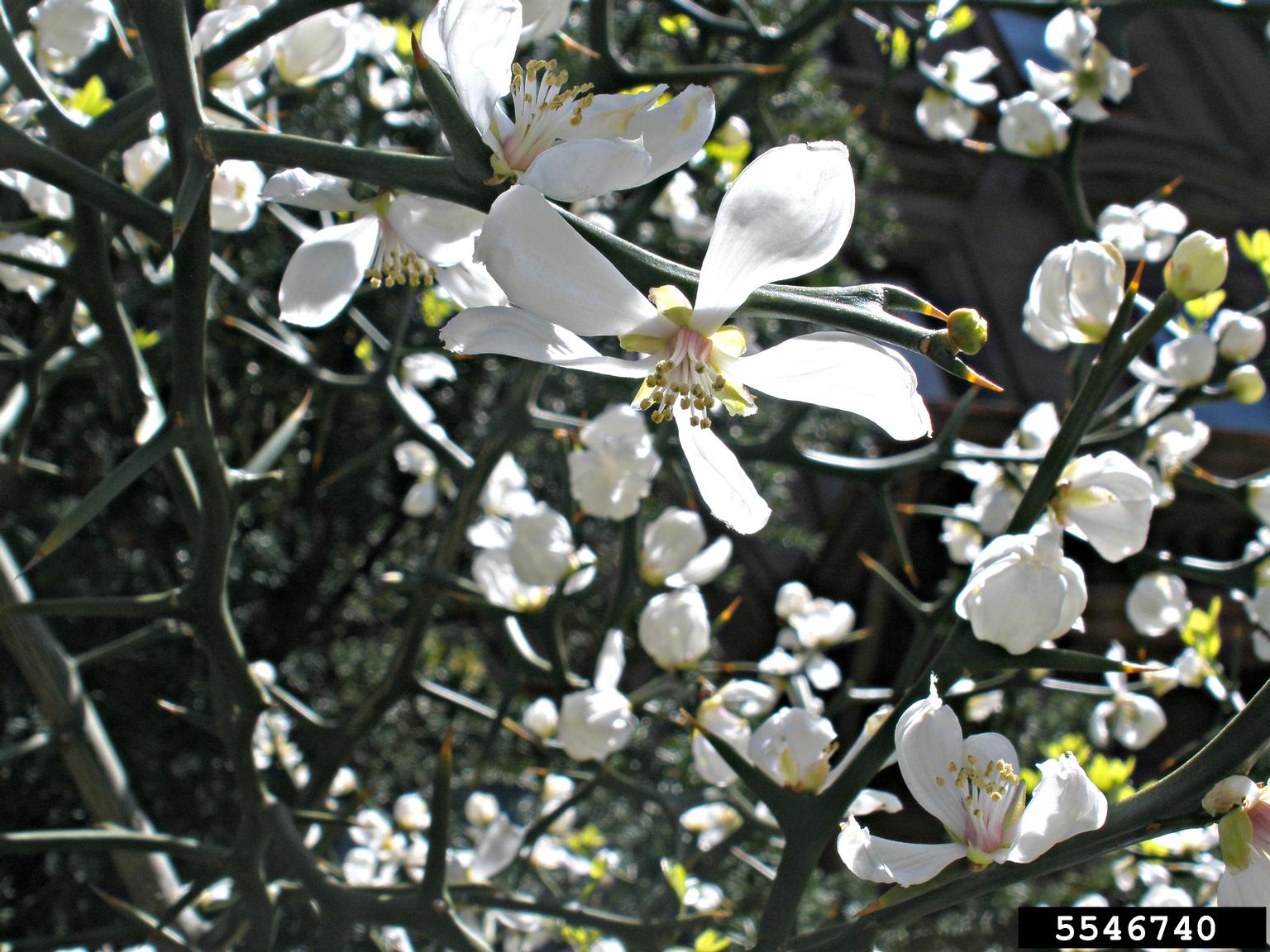 trifoliate orange (Citrus trifoliata (L.) Raf.)