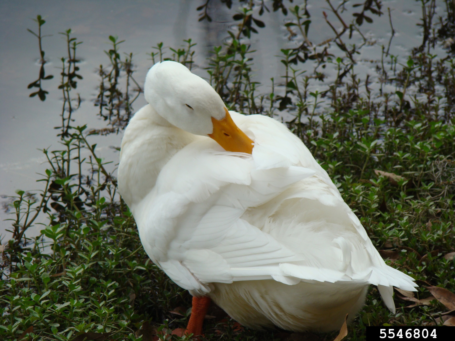 domestic duck (Anas platyrhynchos var. domesticus)
