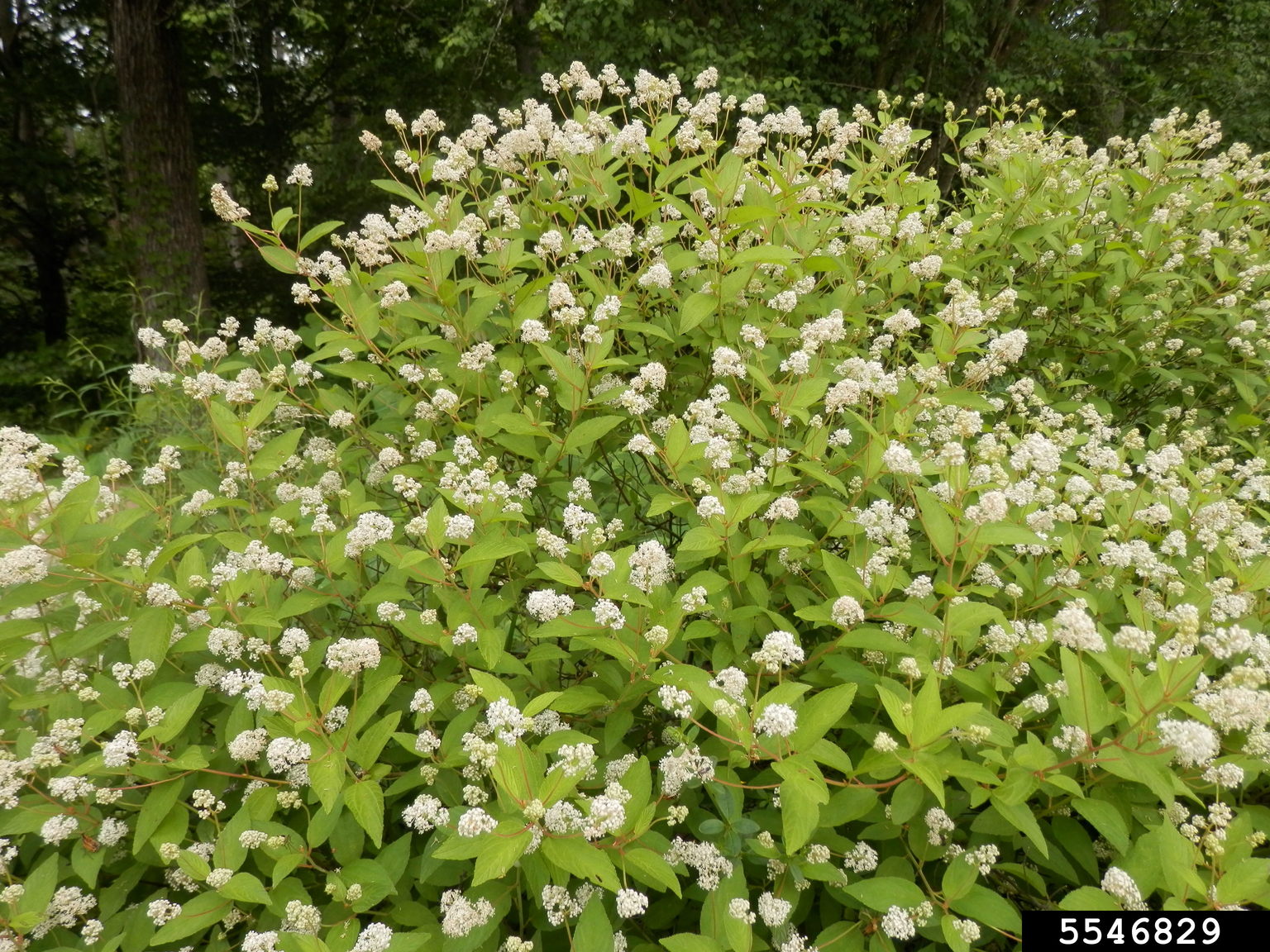 New Jersey tea (Ceanothus americanus L.)