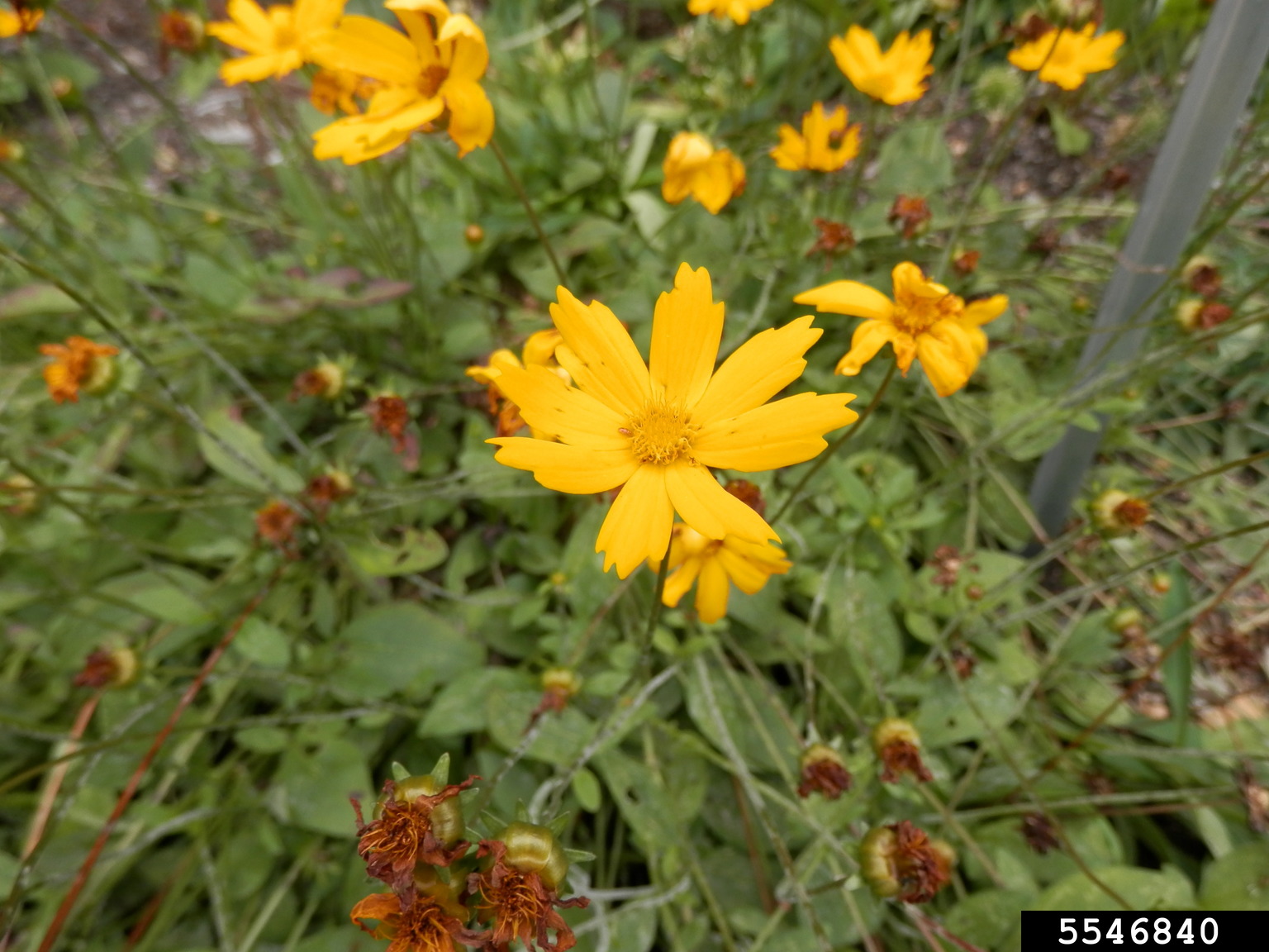lobed tickseed (Coreopsis auriculata L.)