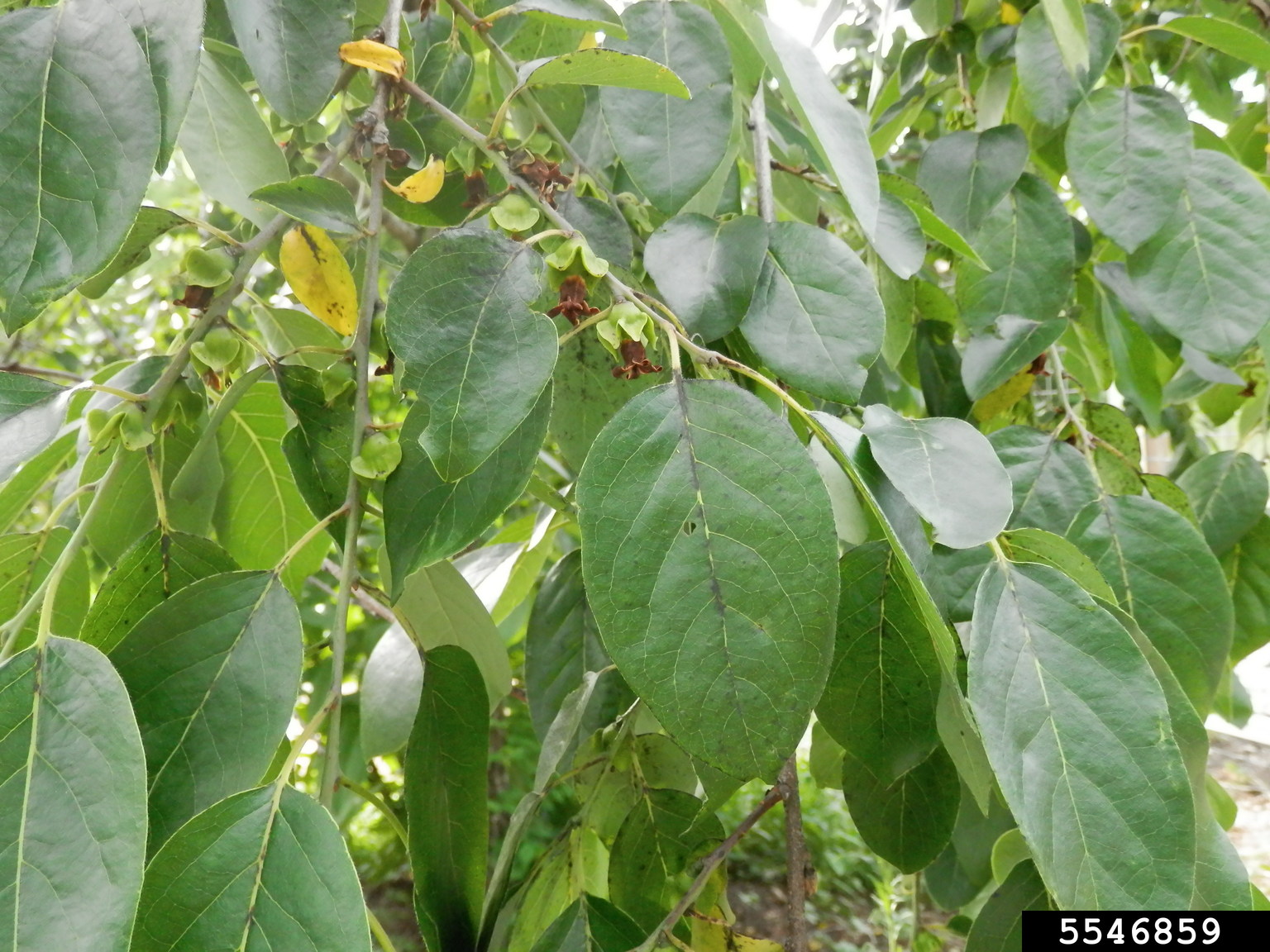 common persimmon (Diospyros virginiana)