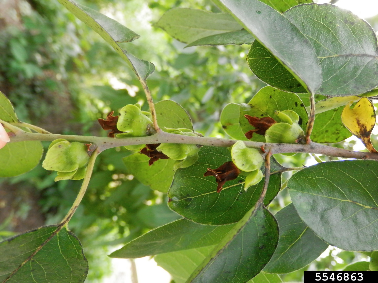 common persimmon (Diospyros virginiana L.)