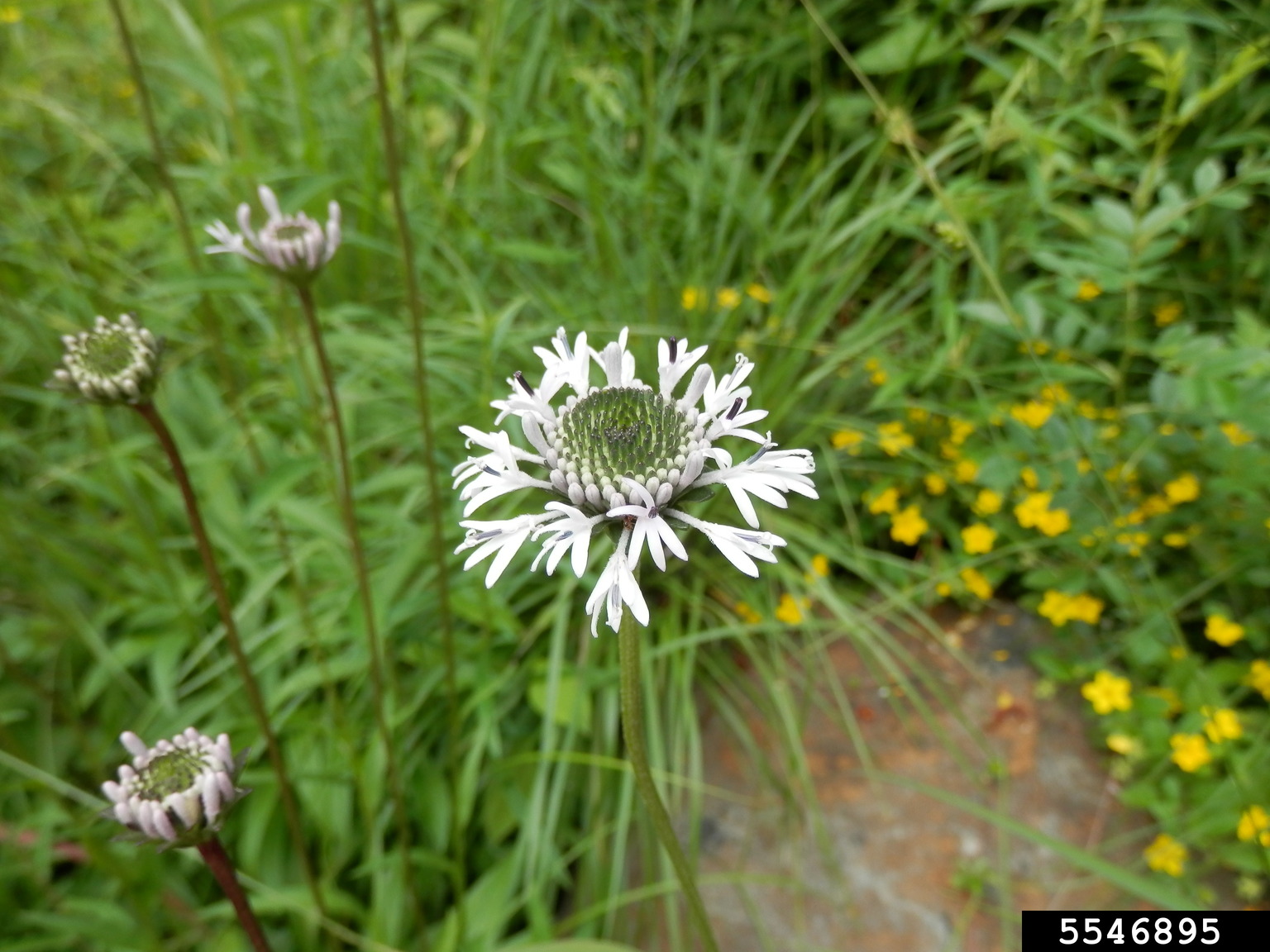 Oak Barrens Barbara's buttons (Marshallia legrandii Weakley)