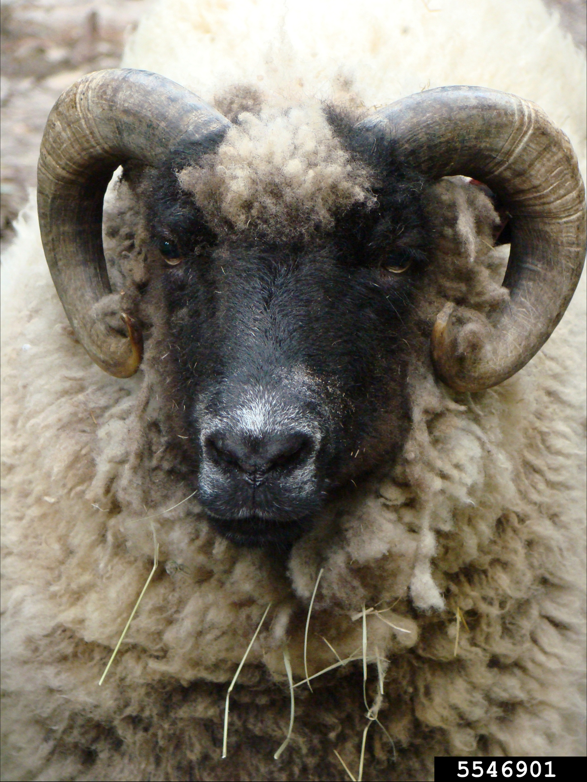 sheep (Ovis aries Linnaeus)