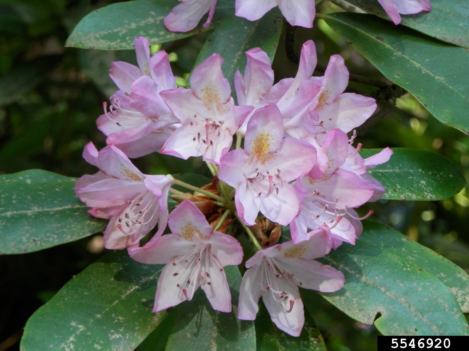 Catawba rosebay (Rhododendron catawbiense)