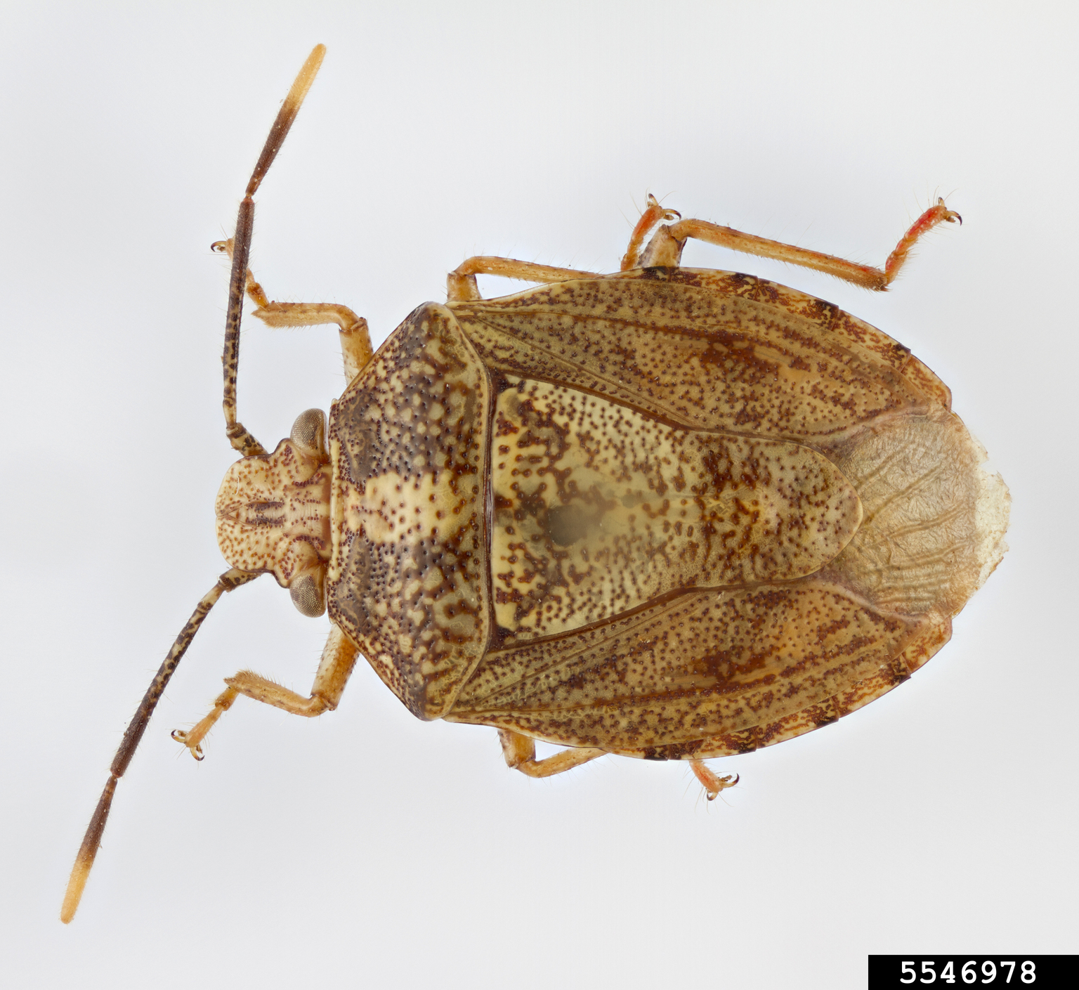true bug (Antiteuchus costaricensis Ruckes)