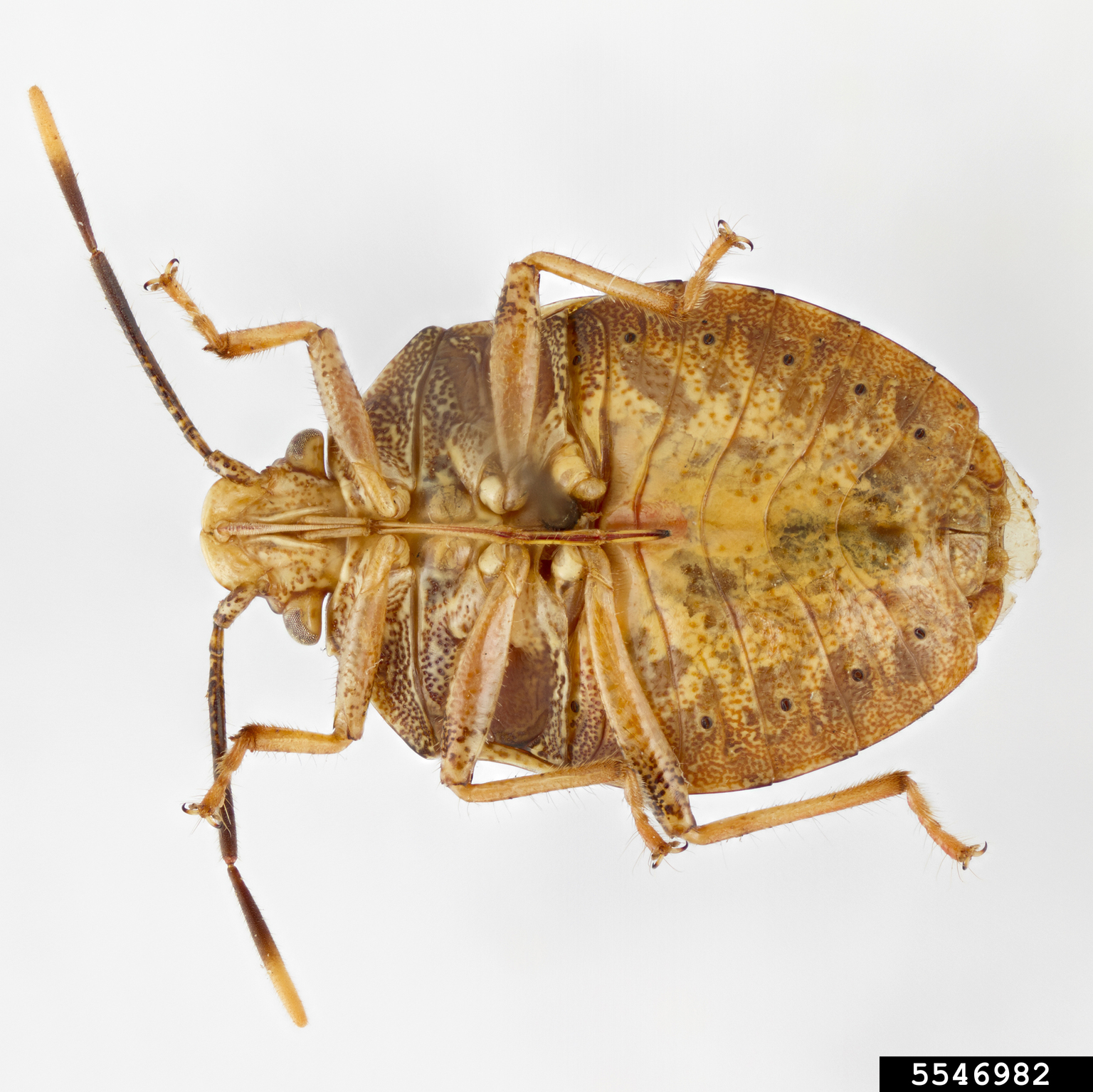 true bug (Antiteuchus costaricensis)