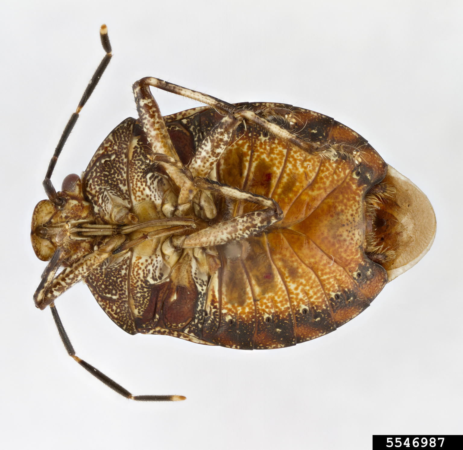 shield bug (Antiteuchus innocens)