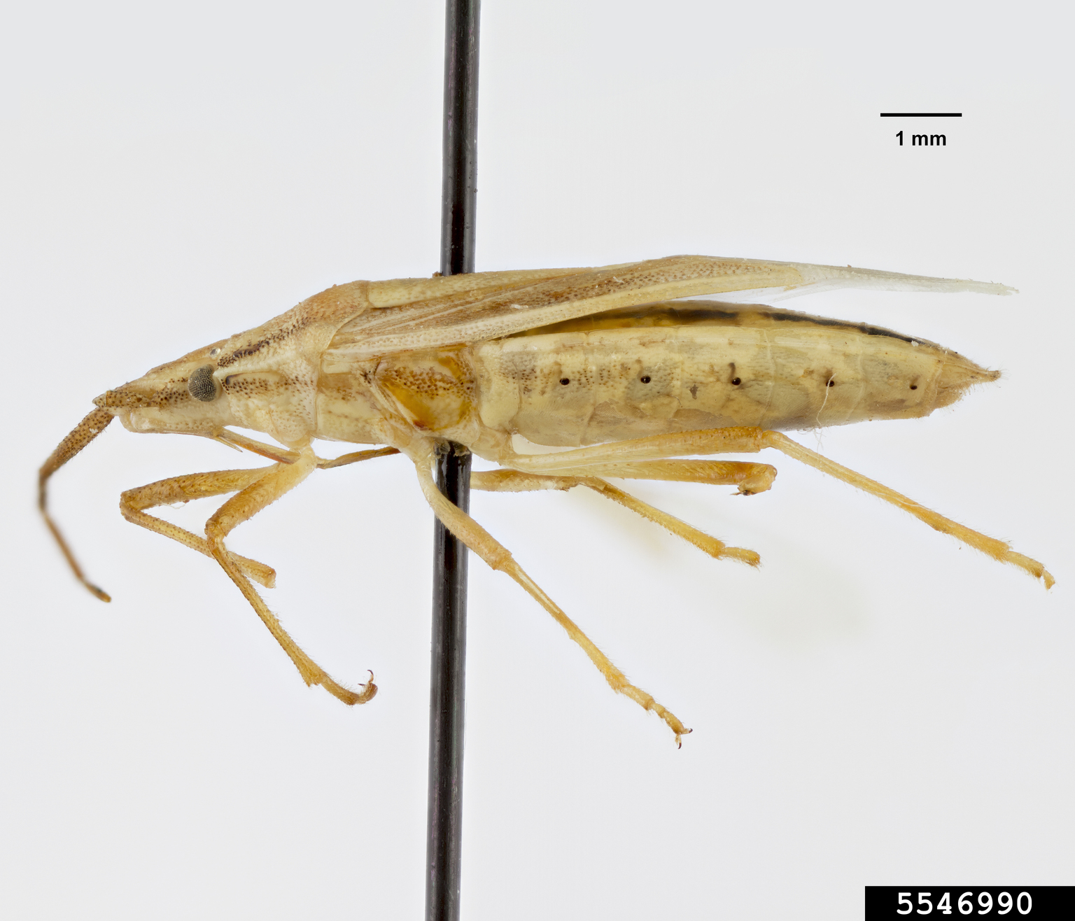 narrow stink bug (Mecidea major)