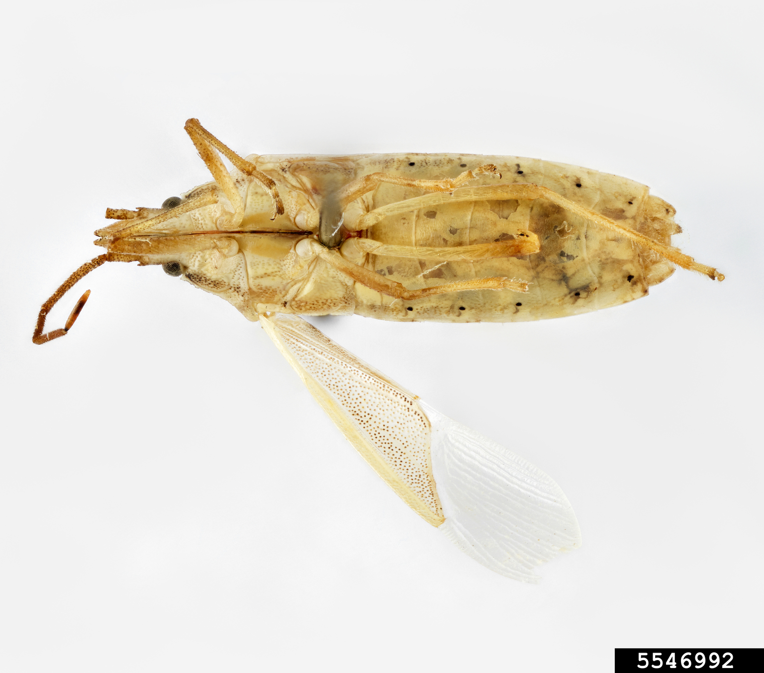 narrow stink bug (Mecidea major)