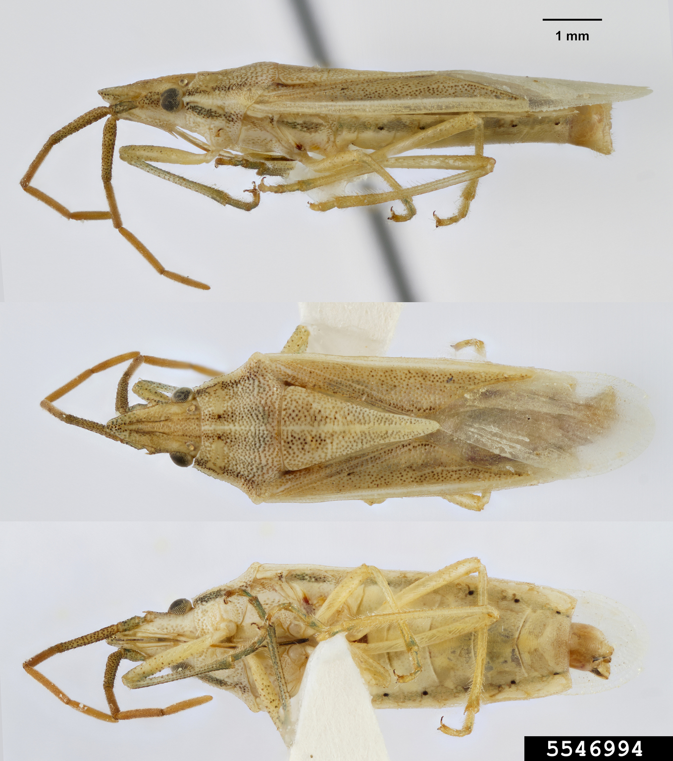 narrow stink bug (Mecidea major)