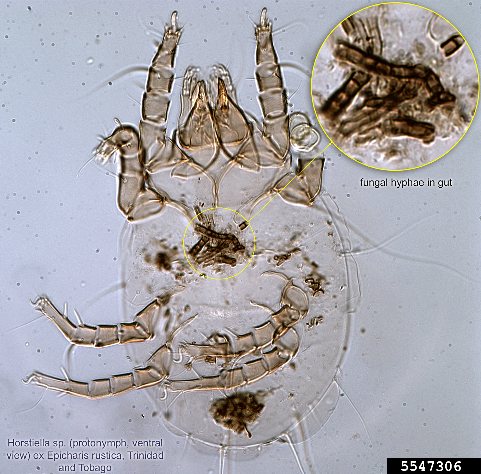 bee mite (Genus Horstiella)